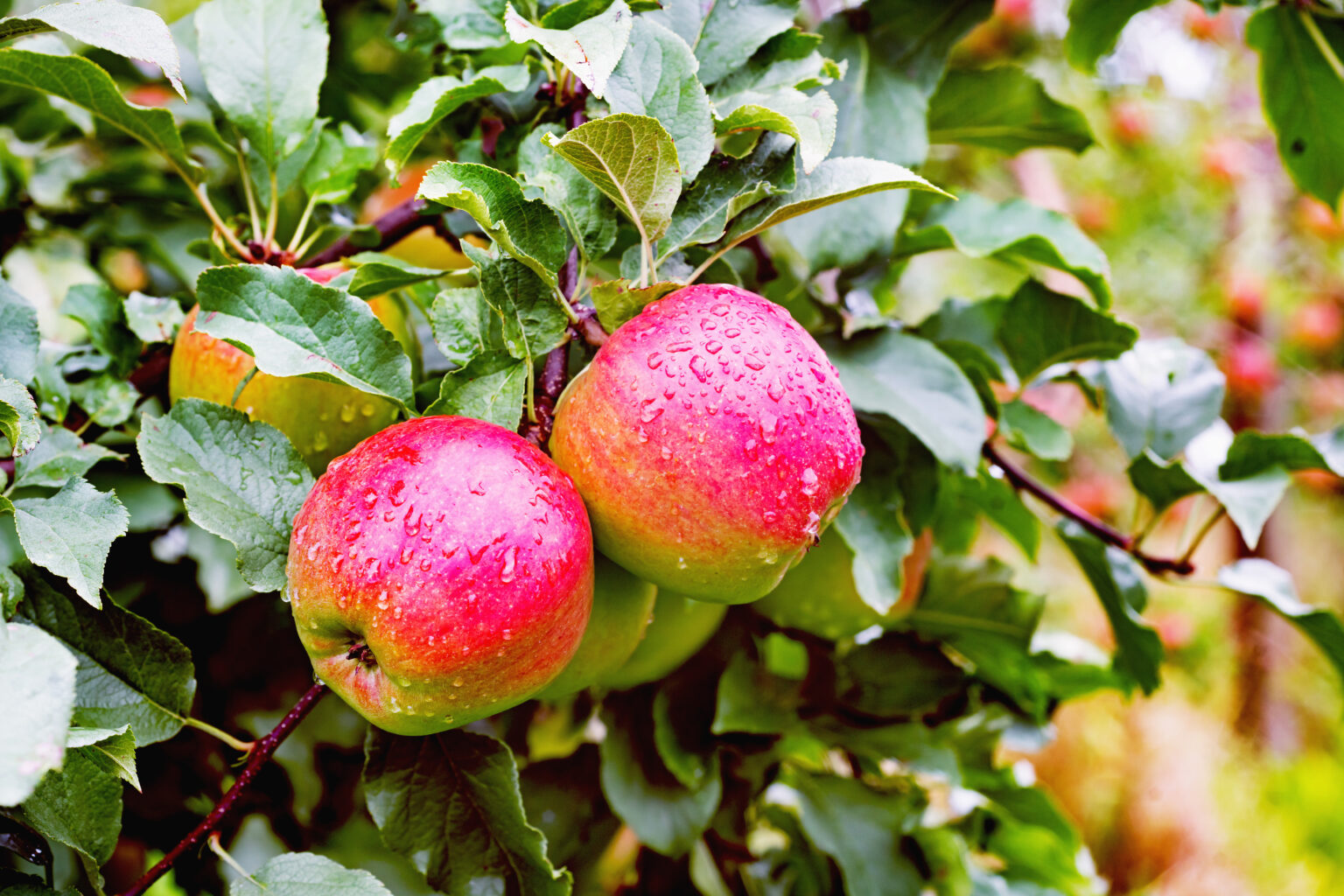Polish Apples - Poland Tastes Good